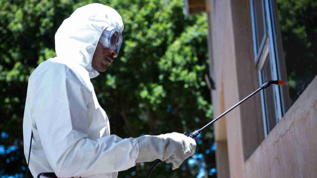 The 5 Best Pest Control in Tauranga - 2025